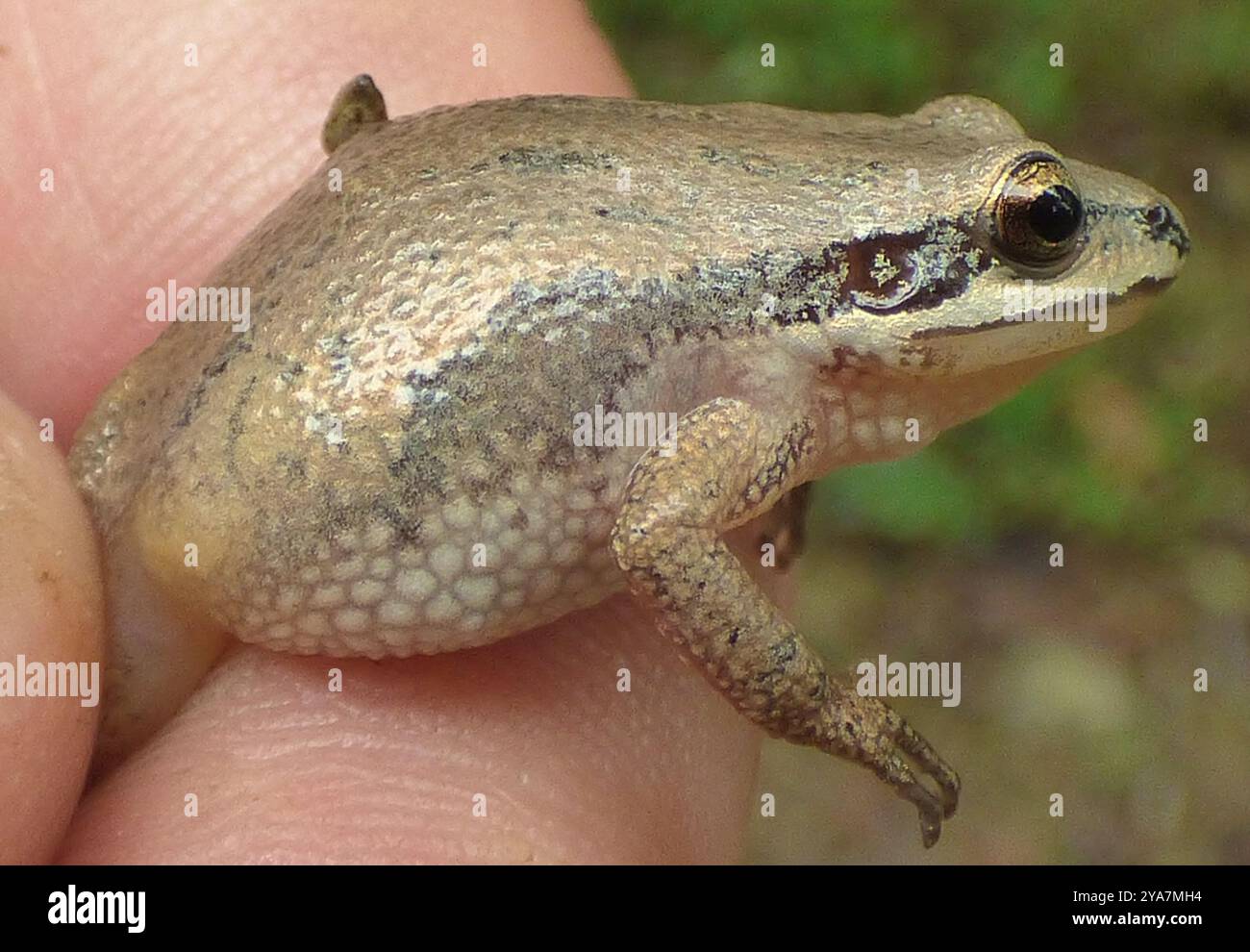 Upland Chorus Frog (Pseudacris feriarum) Amphibia Stock Photo - Alamy