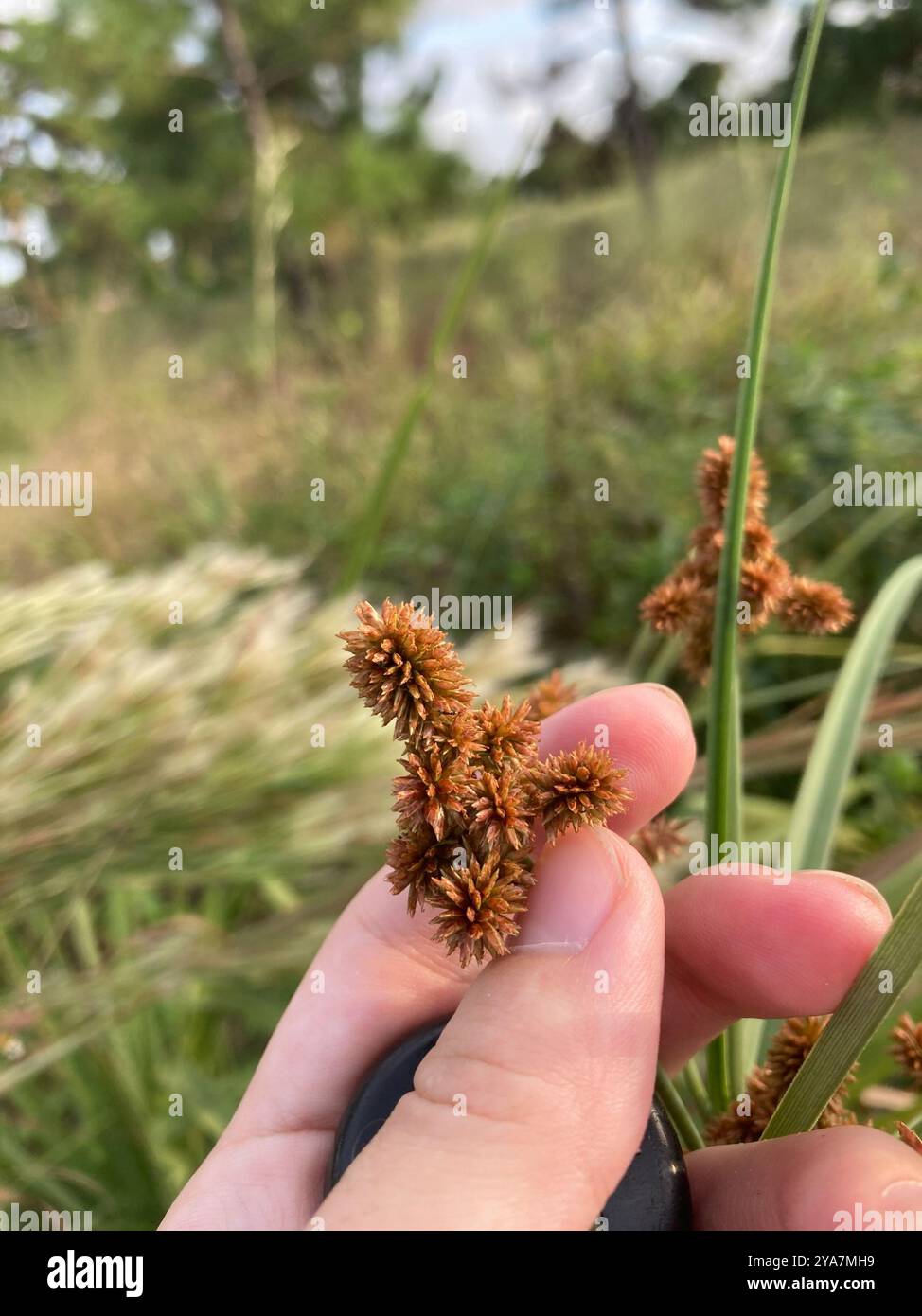 Swamp Flatsedge (Cyperus ligularis) Plantae Stock Photo - Alamy