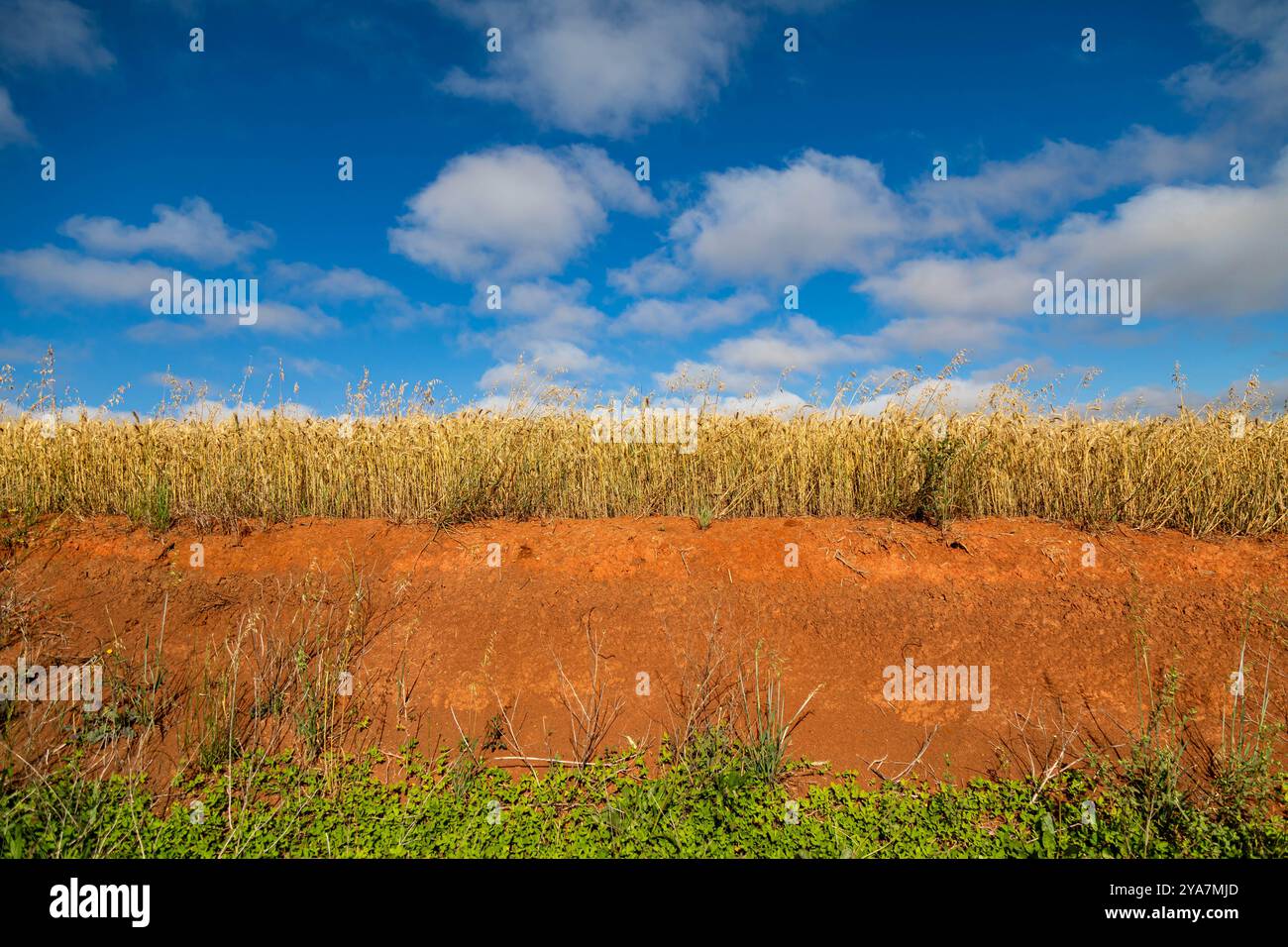 Avena rural hi-res stock photography and images - Alamy