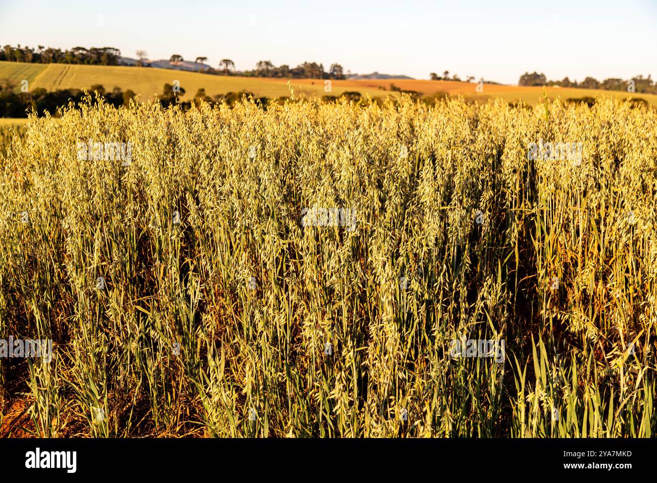 Oat plantation (Avena sativa and Avena byzantina) in a large sunny ...