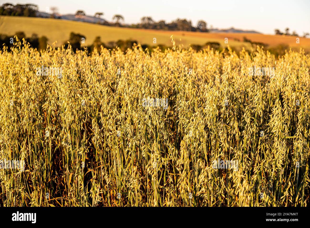 Oat plantation (Avena sativa and Avena byzantina) in a large sunny ...