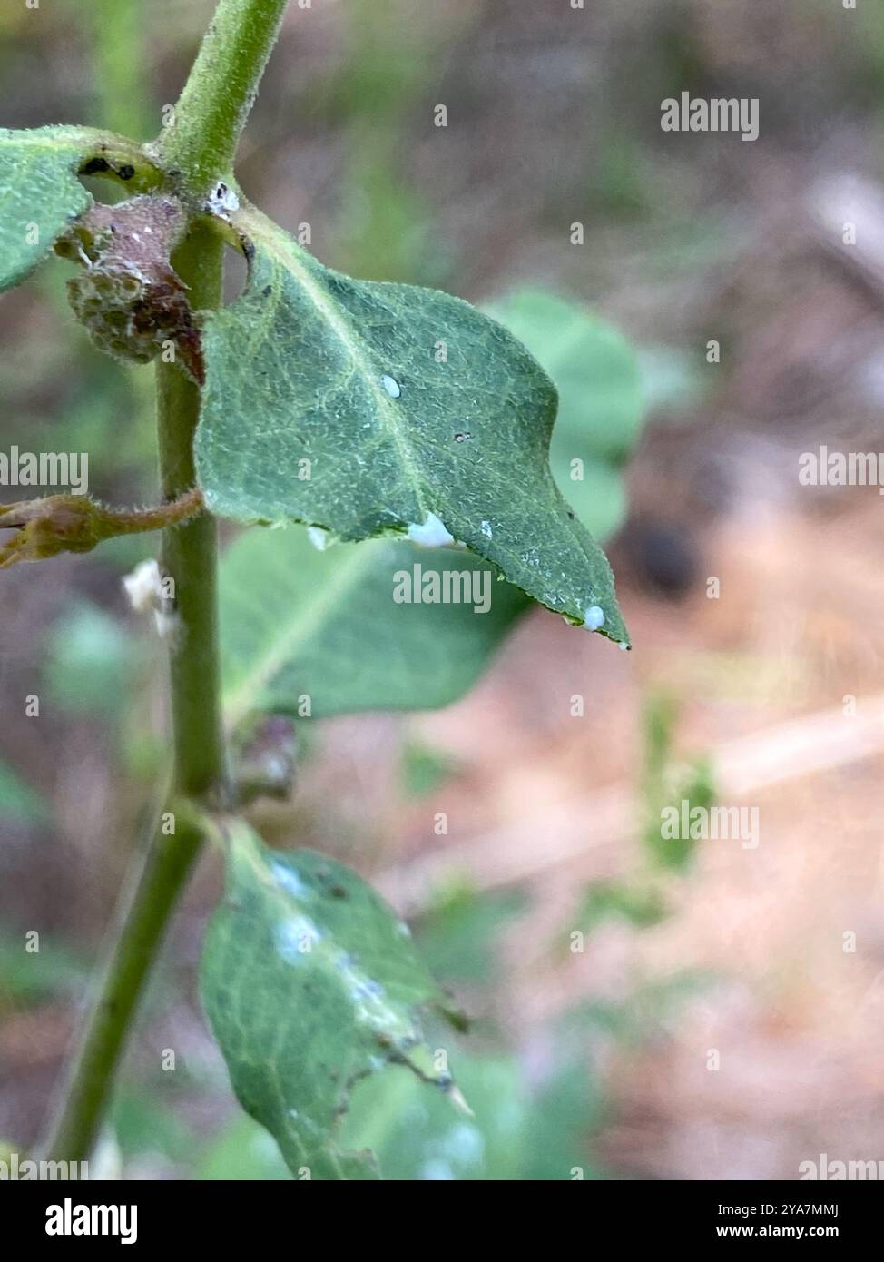 green comet milkweed (Asclepias viridiflora) Plantae Stock Photo - Alamy