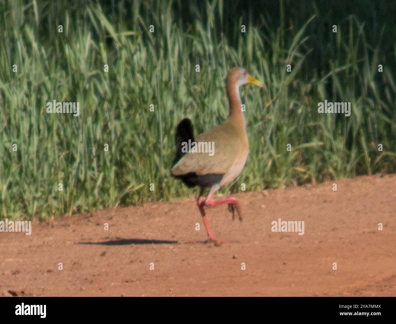 Giant Wood-Rail (Aramides ypecaha) Aves Stock Photo - Alamy