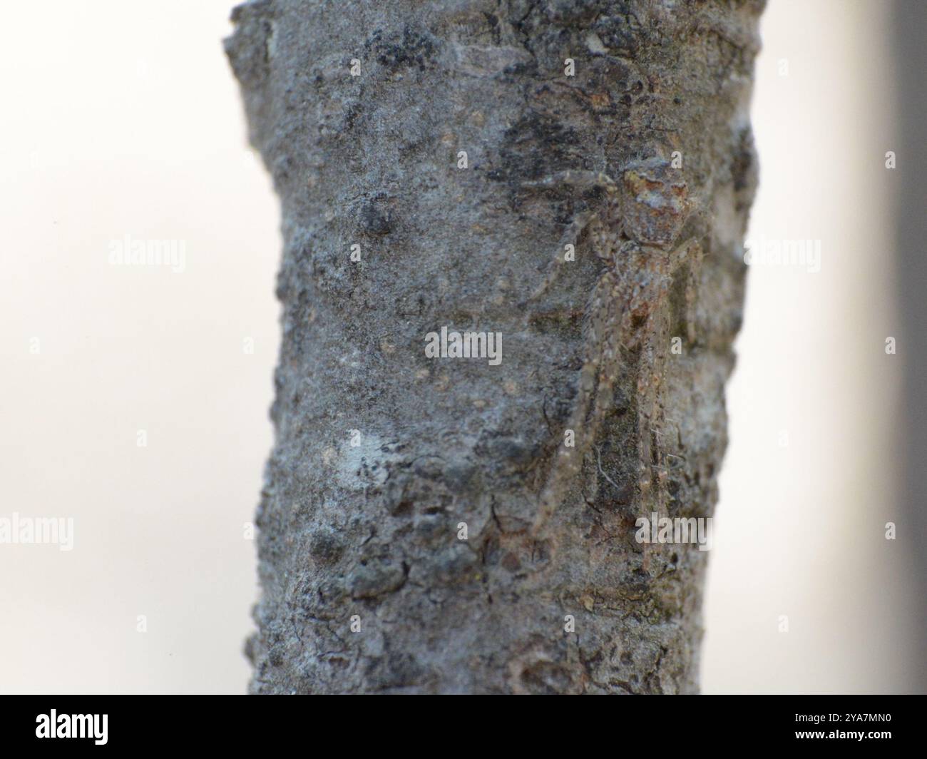 Octopus Spiders (Tmarus) Arachnida Stock Photo - Alamy