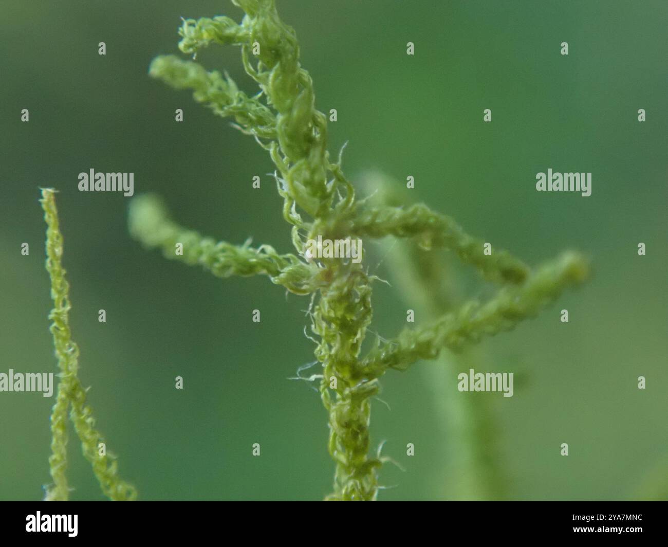 crispleaf roughmoss (Claopodium crispifolium) Plantae Stock Photo - Alamy
