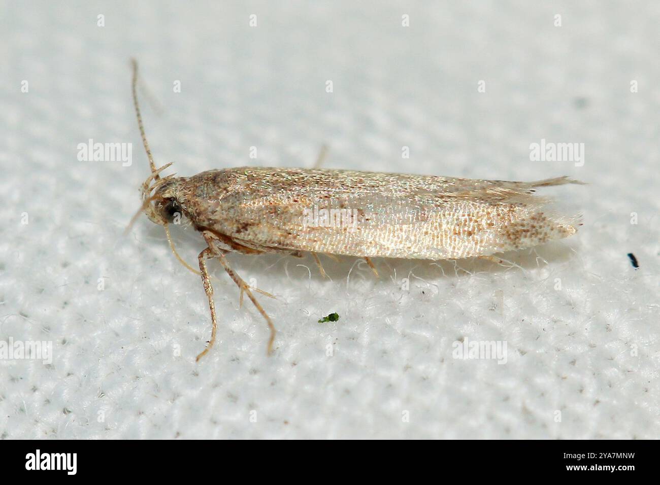 Curved-horn Moths (Gelechioidea) Insecta Stock Photo - Alamy