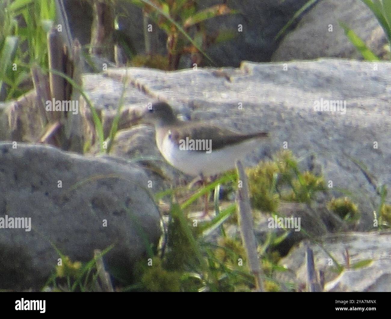 Spotted Sandpiper (Actitis macularius) Aves Stock Photo - Alamy