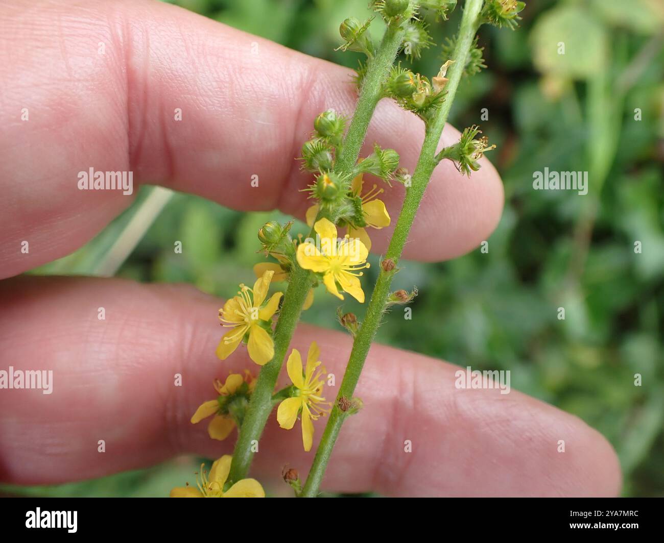 common agrimony (Agrimonia eupatoria) Plantae Stock Photo - Alamy