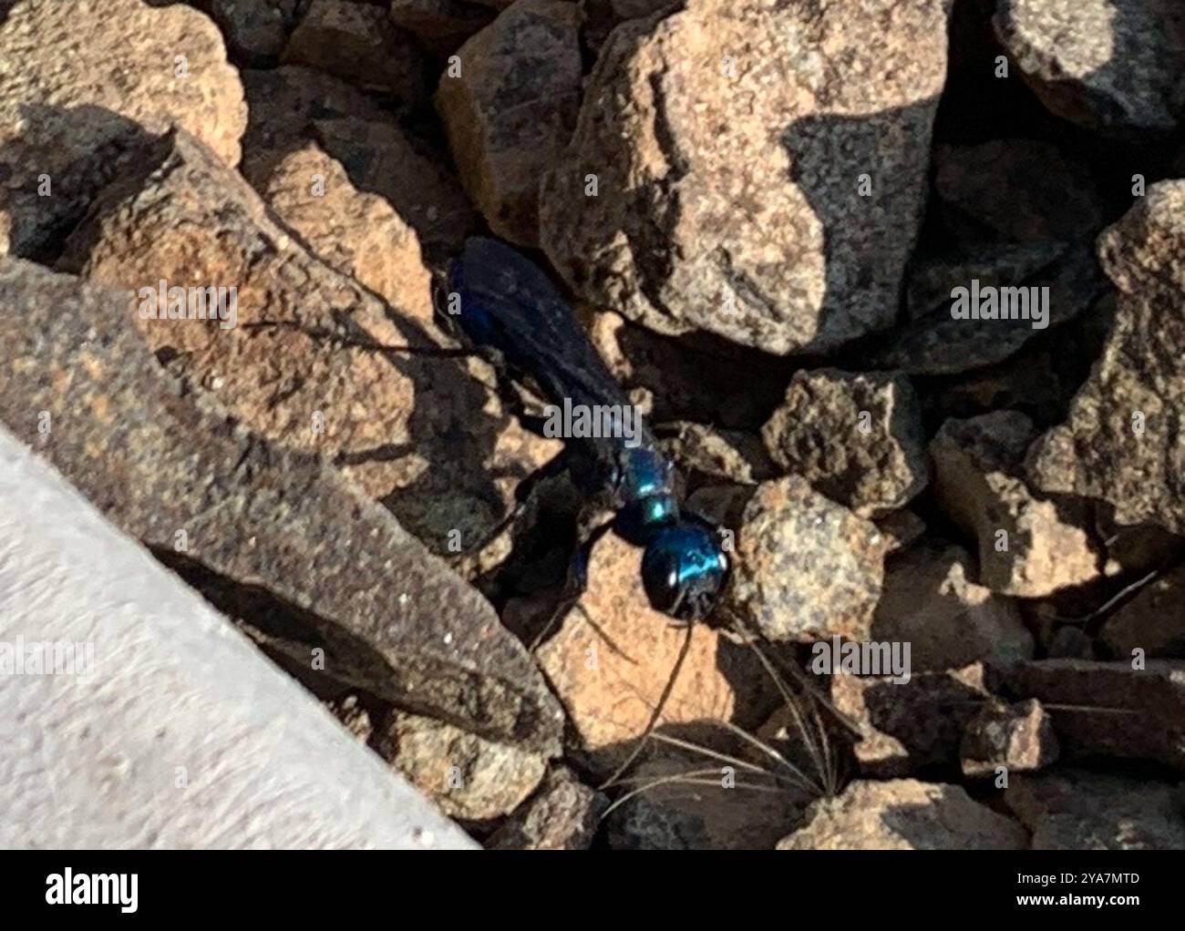 Blue cricket hunter hi-res stock photography and images - Alamy