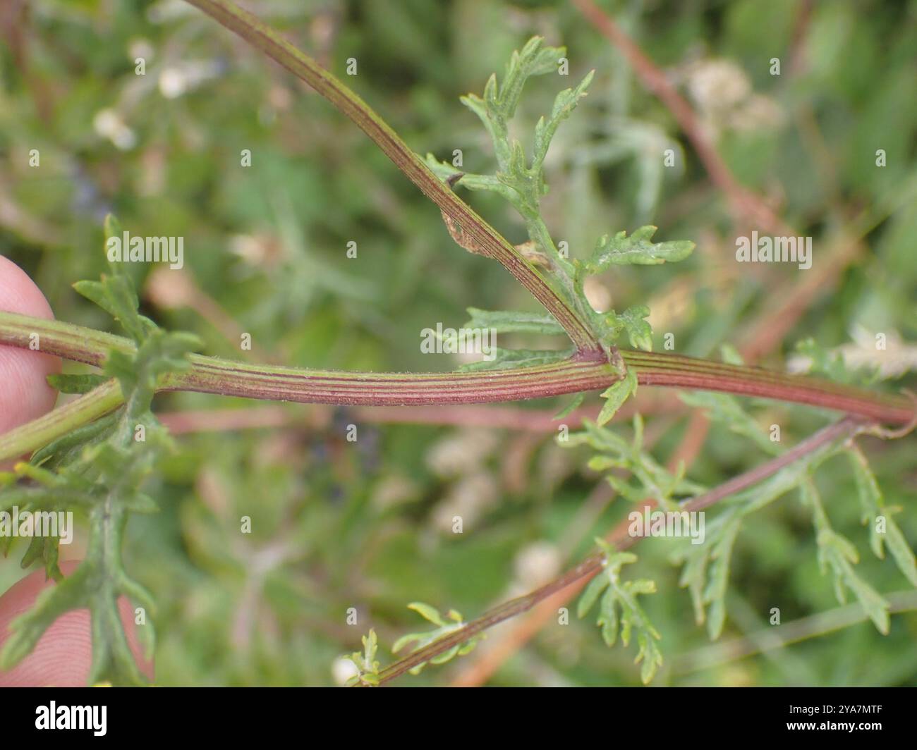 Hoary Ragwort (Jacobaea erucifolia) Plantae Stock Photo - Alamy
