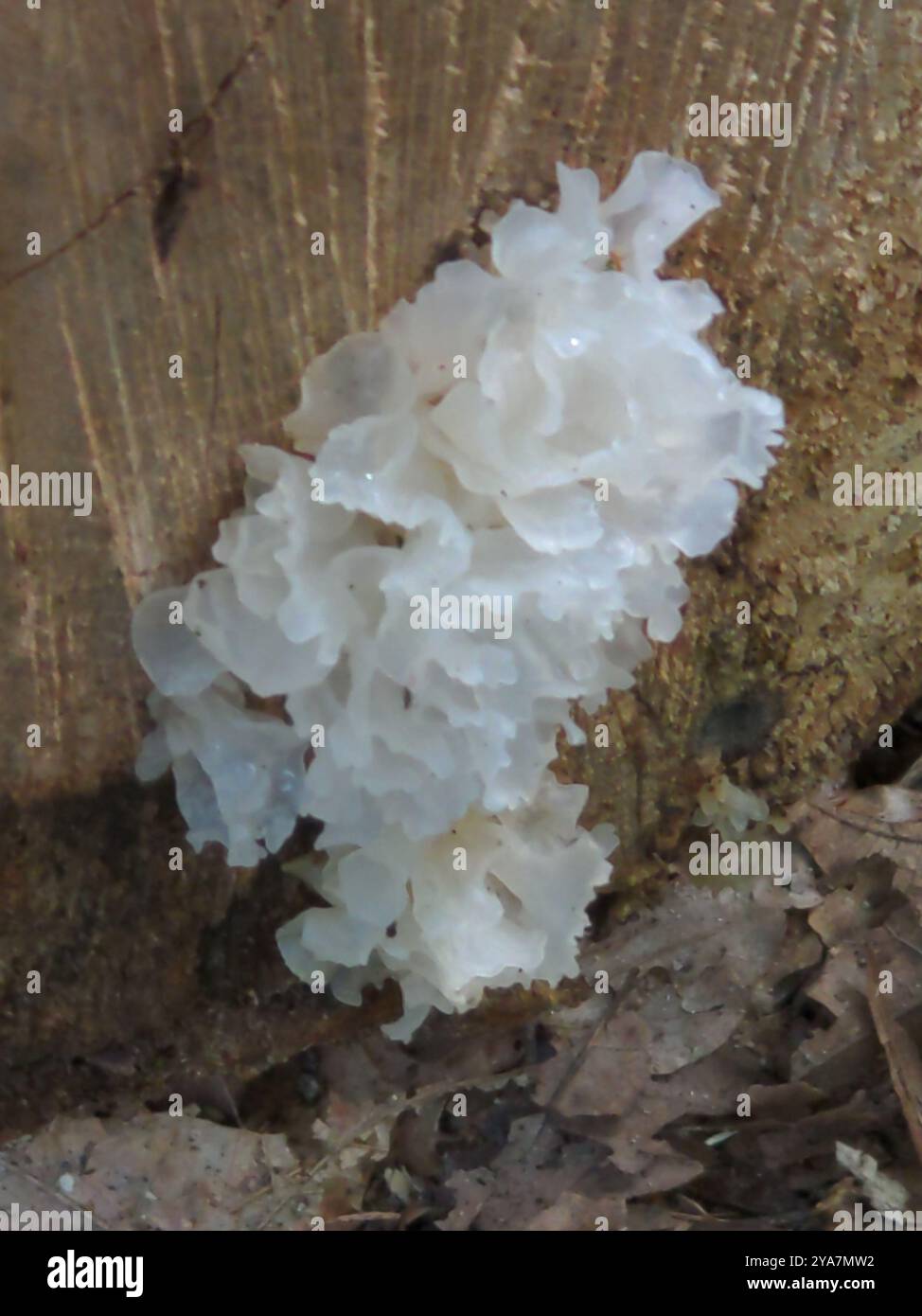snow fungus (Tremella fuciformis) Fungi Stock Photo - Alamy