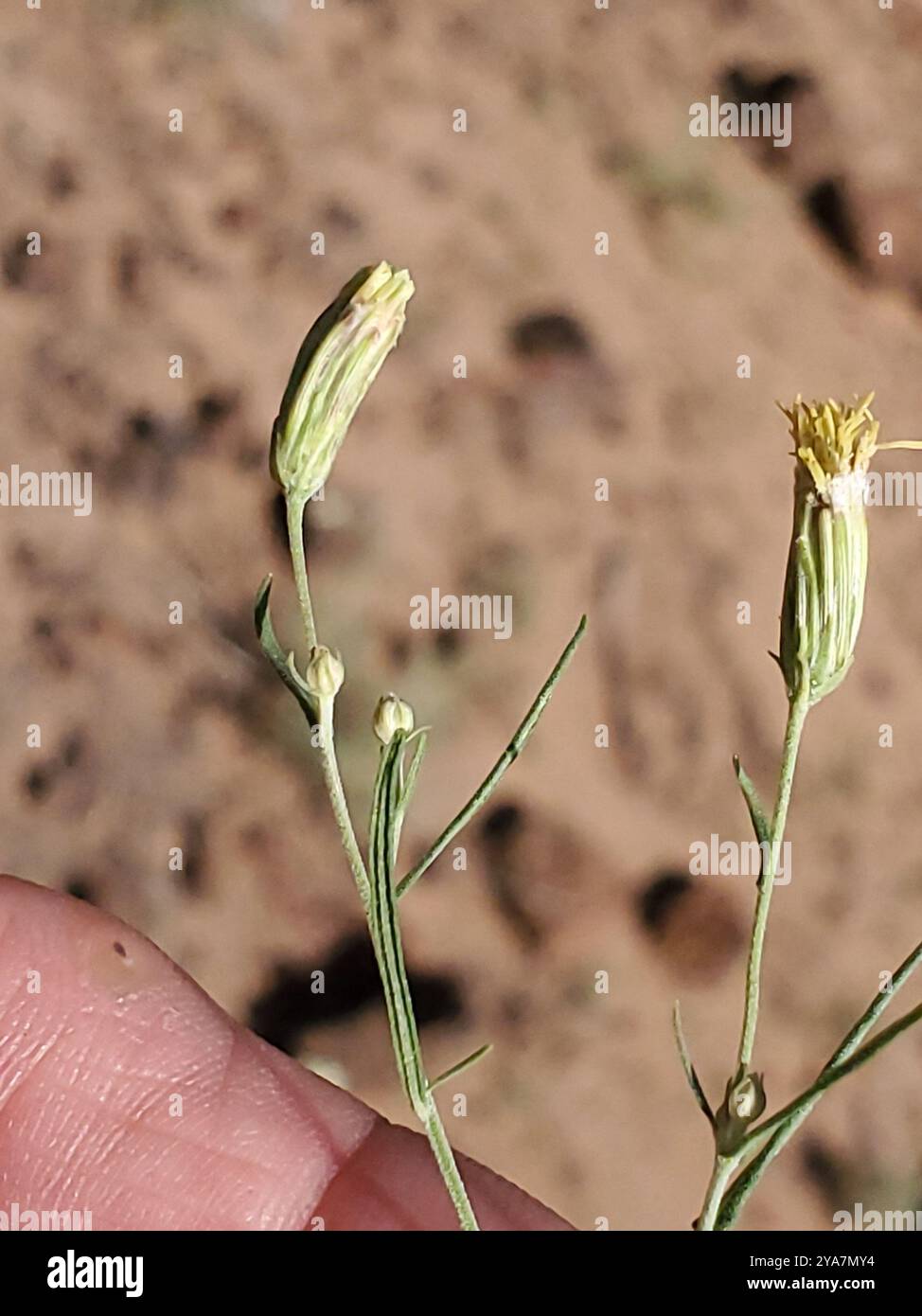 False Boneset (Brickellia eupatorioides) Plantae Stock Photo - Alamy