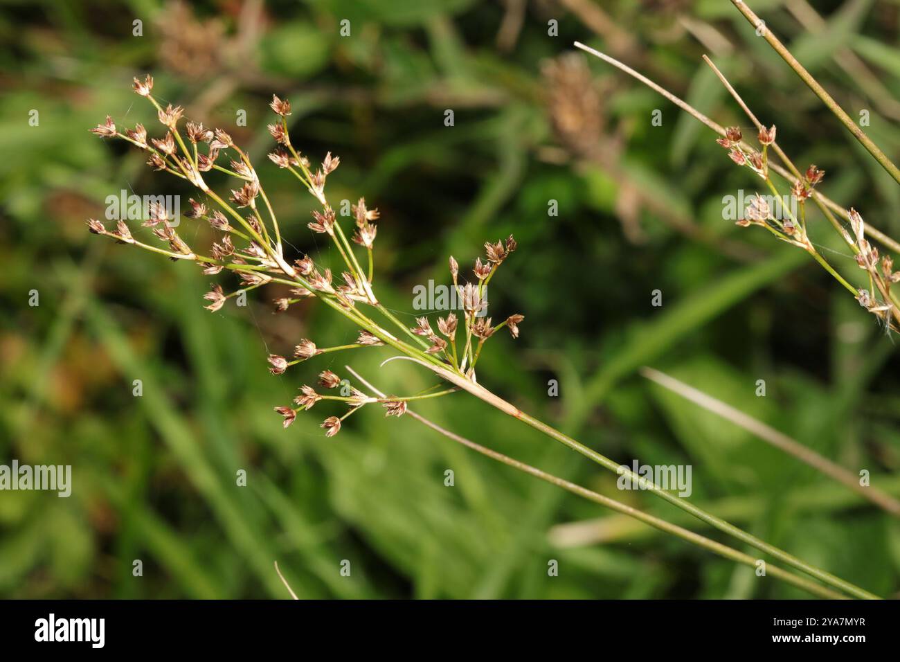 Sharp-flowered Rush (Juncus acutiflorus) Plantae Stock Photo - Alamy