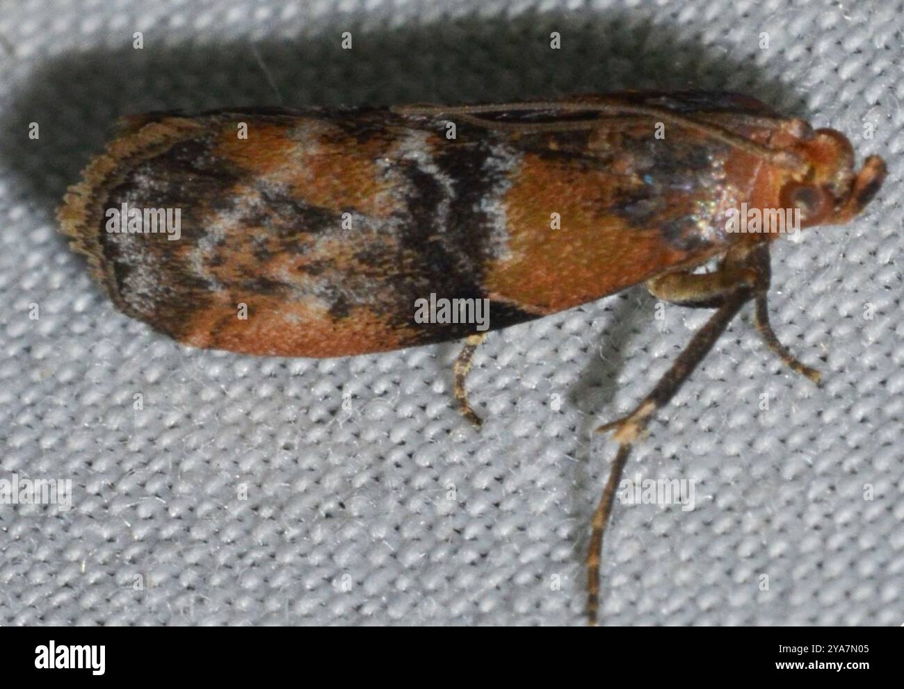 Poplar bud borer moth (Meroptera cviatella) Insecta Stock Photo - Alamy