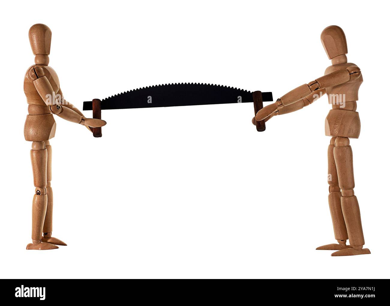 Two men Holding two man cross cut saw with sharp teeth for cutting ...