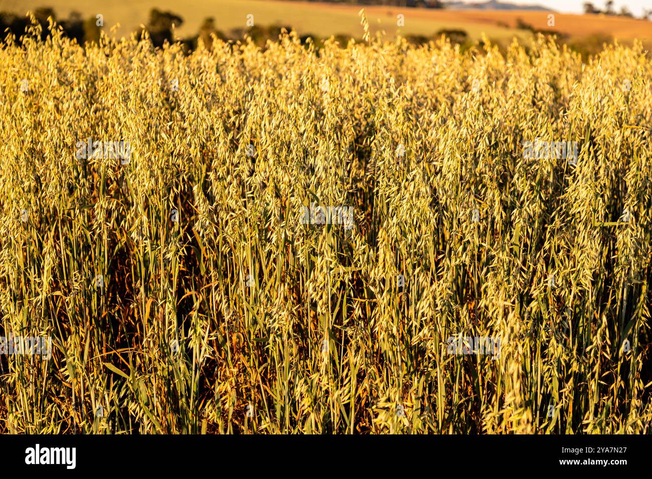 Oat plantation (Avena sativa and Avena byzantina) in a large sunny ...