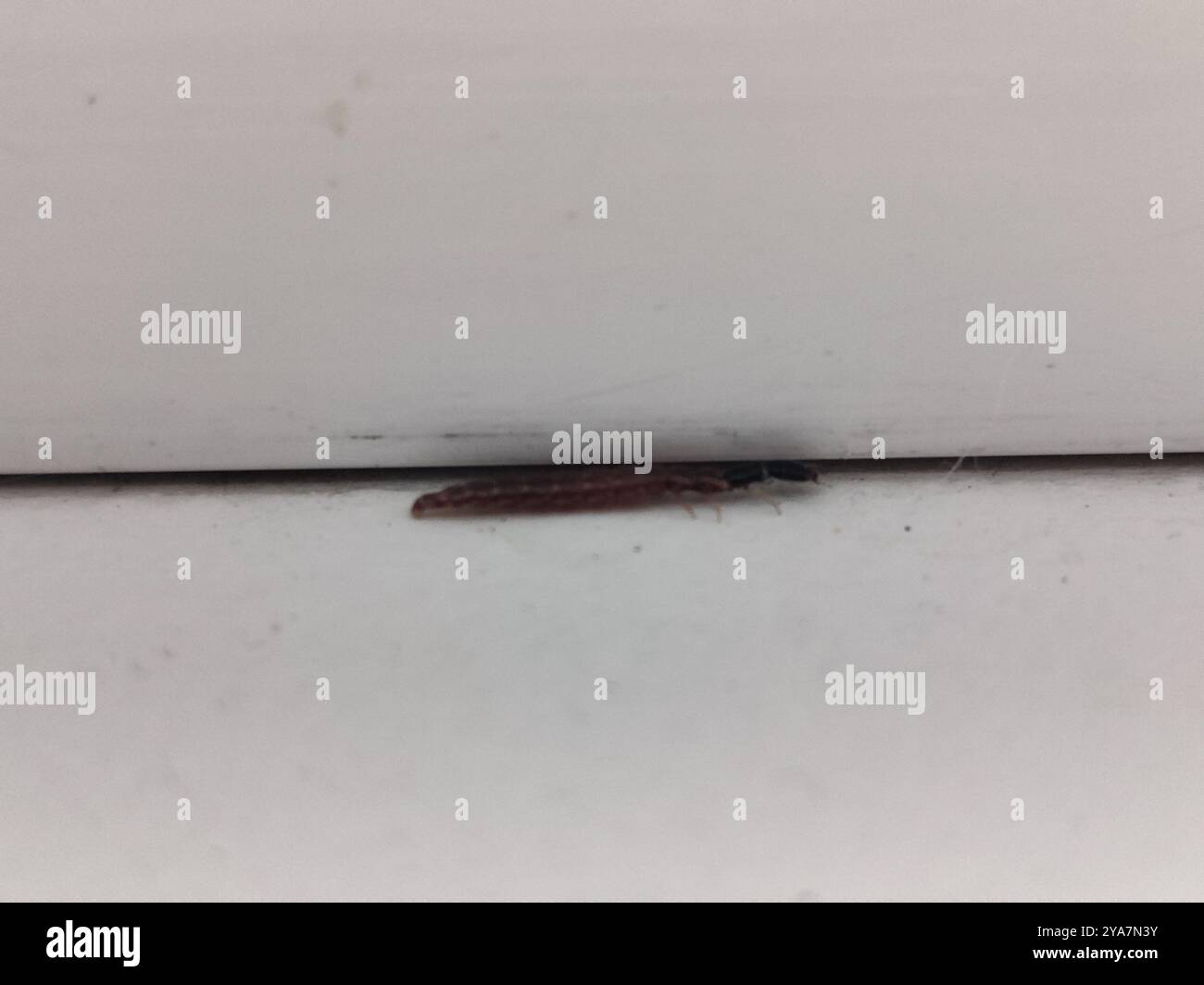 Raphidiid Snakeflies (Raphidiidae) Insecta Stock Photo - Alamy