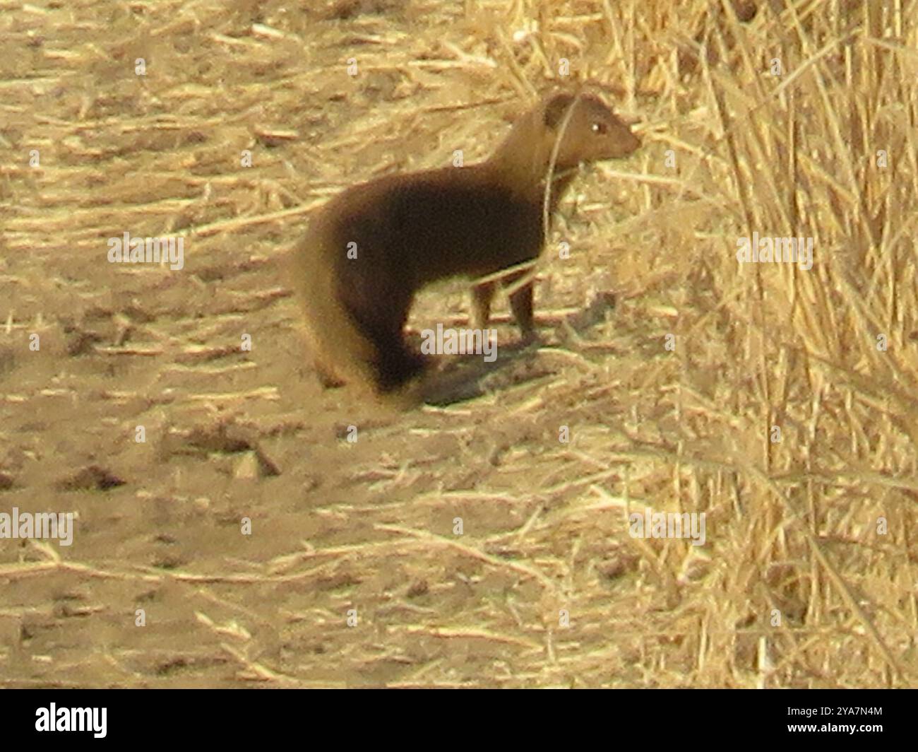 Common Slender Mongoose (Herpestes sanguineus) Mammalia Stock Photo - Alamy