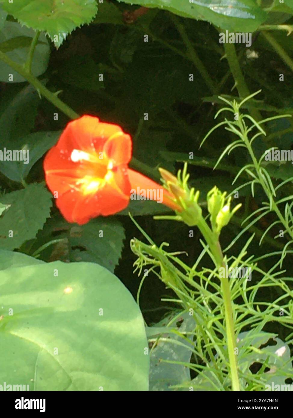 red morning glory (Ipomoea coccinea) Plantae Stock Photo - Alamy