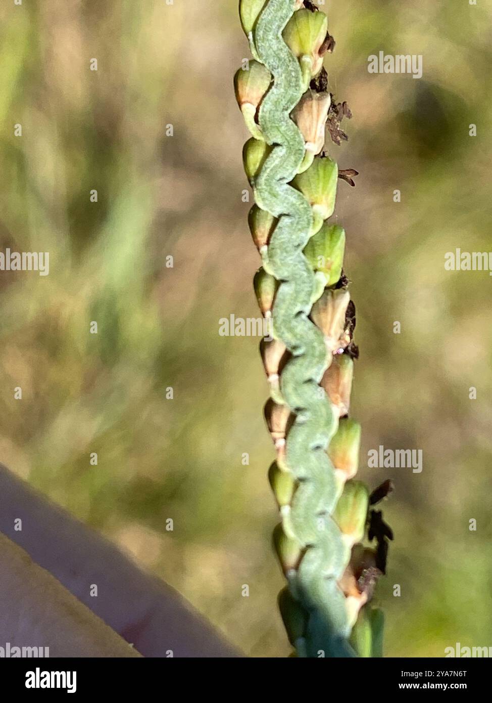 Florida paspalum (Paspalum floridanum) Plantae Stock Photo - Alamy