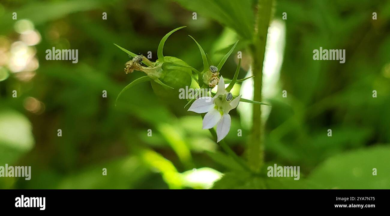Indian tobacco (Lobelia inflata) Plantae Stock Photo - Alamy