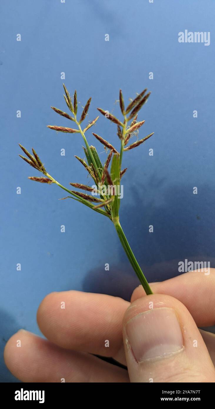 Purple nutsedge (Cyperus rotundus) Plantae Stock Photo - Alamy