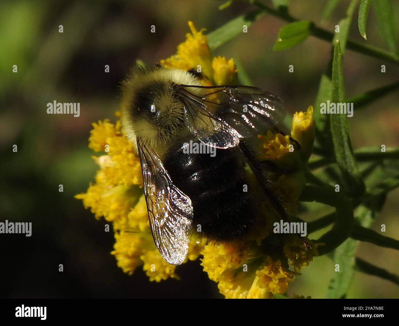 Common Eastern Bumble Bee (Bombus impatiens) Insecta Stock Photo - Alamy