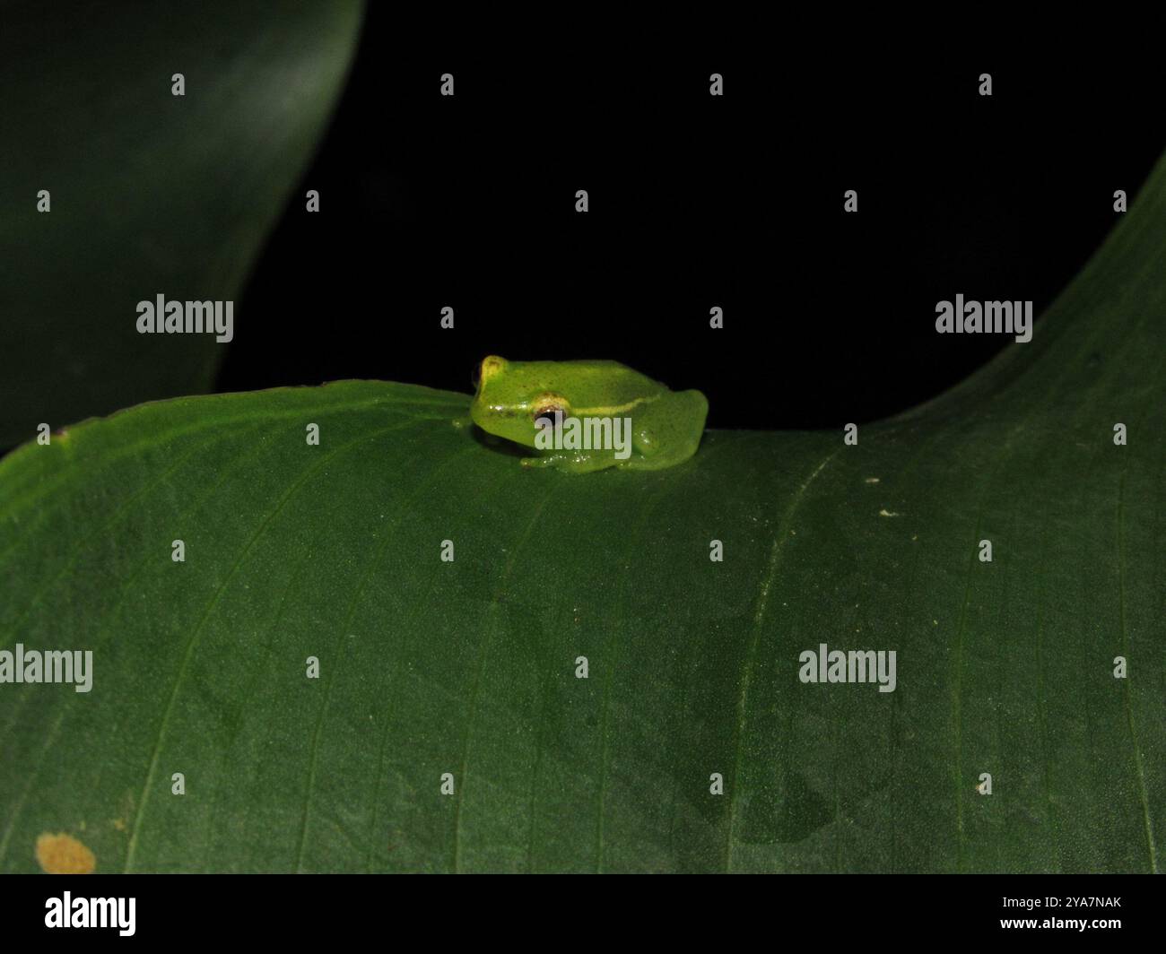 Water Lily Reed Frog (Hyperolius pusillus) Amphibia Stock Photo - Alamy