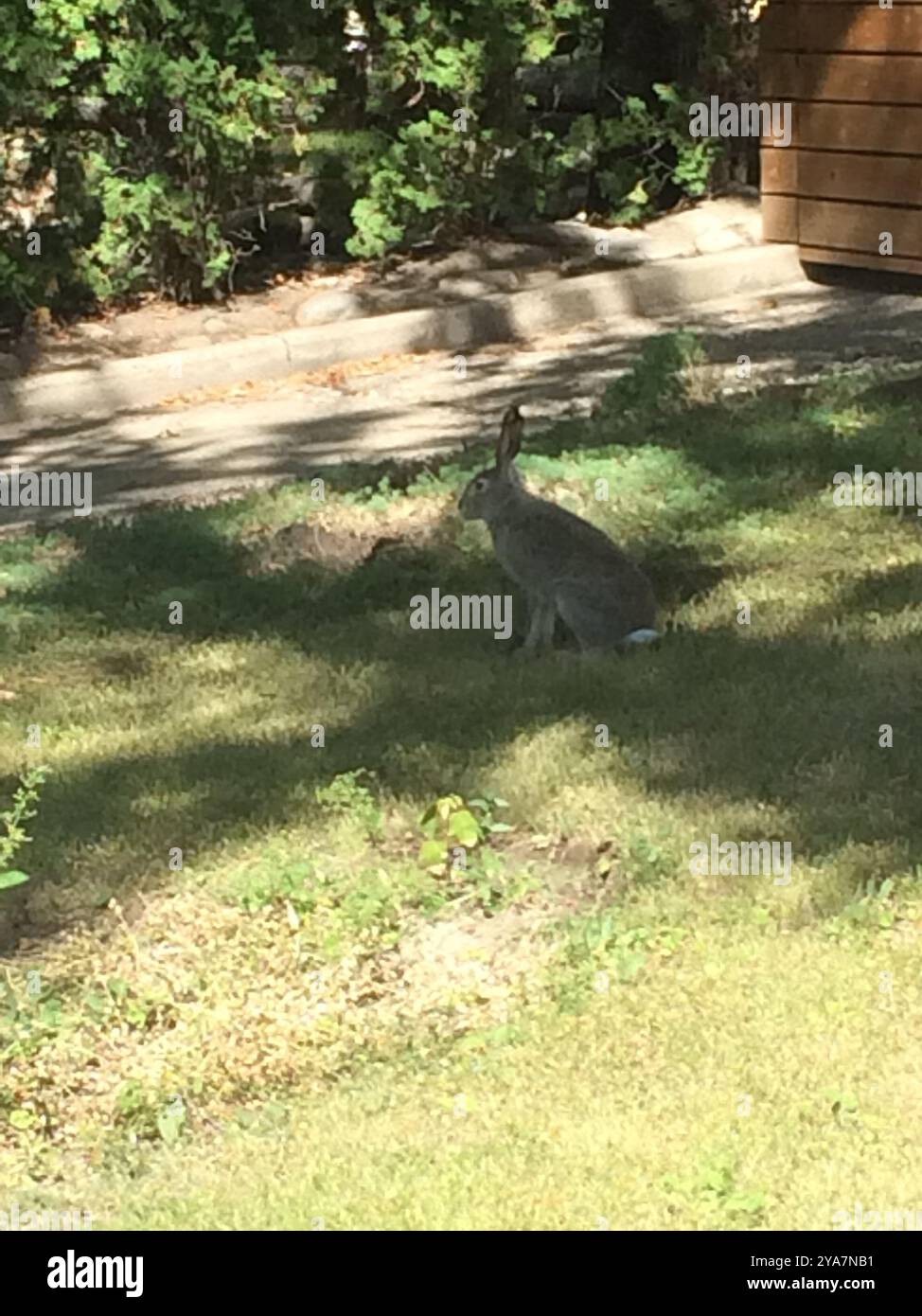 White-tailed Jackrabbit (Lepus townsendii) Mammalia Stock Photo - Alamy