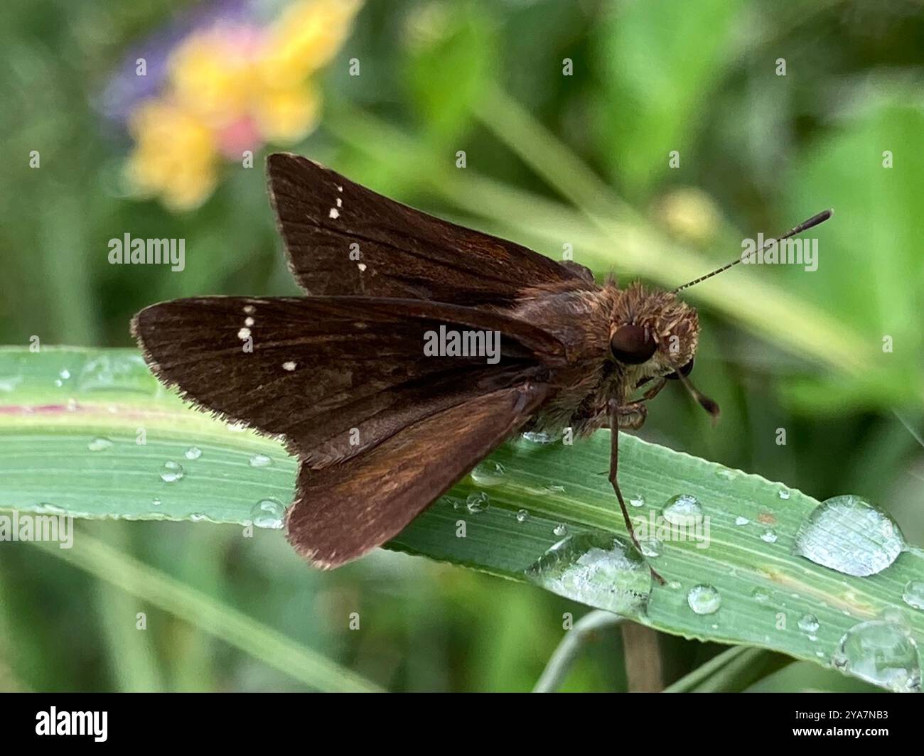Skippers (Hesperiidae) Insecta Stock Photo - Alamy
