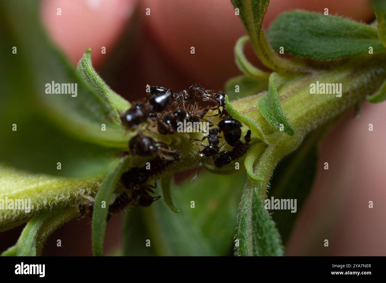 Acrobat Ants and Cocktail Ants (Crematogaster) Insecta Stock Photo - Alamy