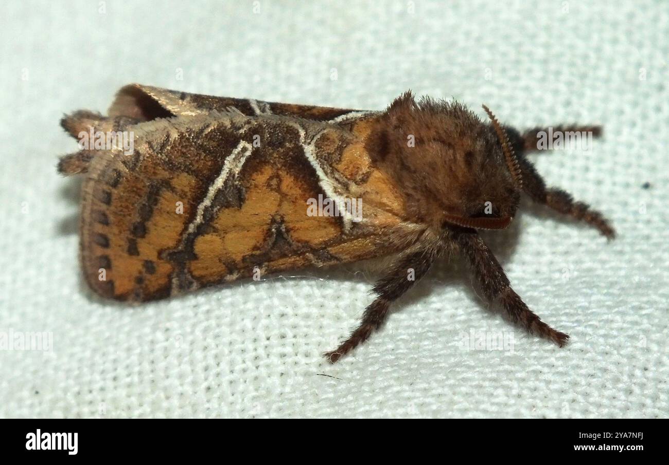 Orange Swift (Triodia sylvina) Insecta Stock Photo - Alamy