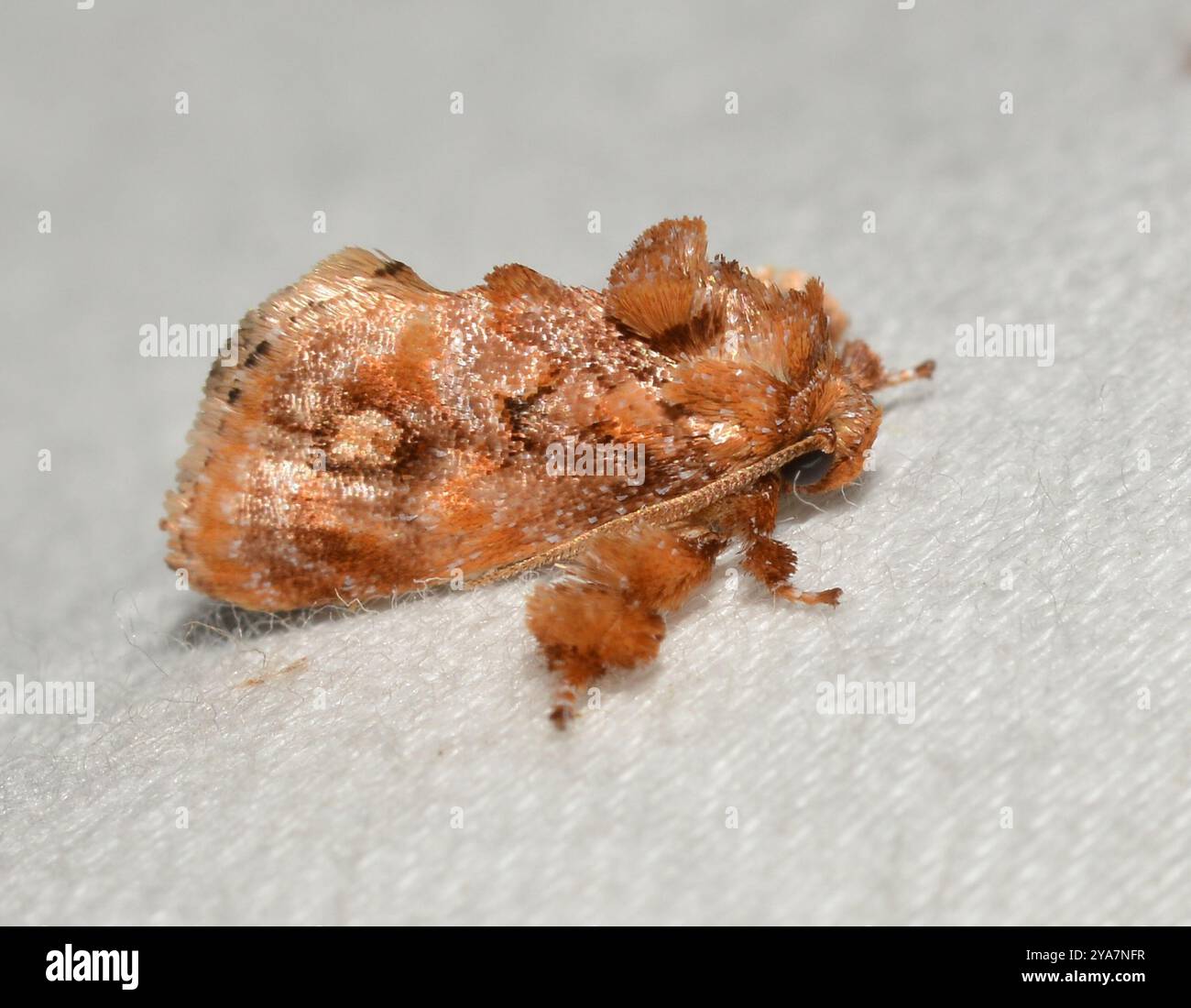 Spun Glass Slug Moth (Isochaetes beutenmuelleri) Insecta Stock Photo ...