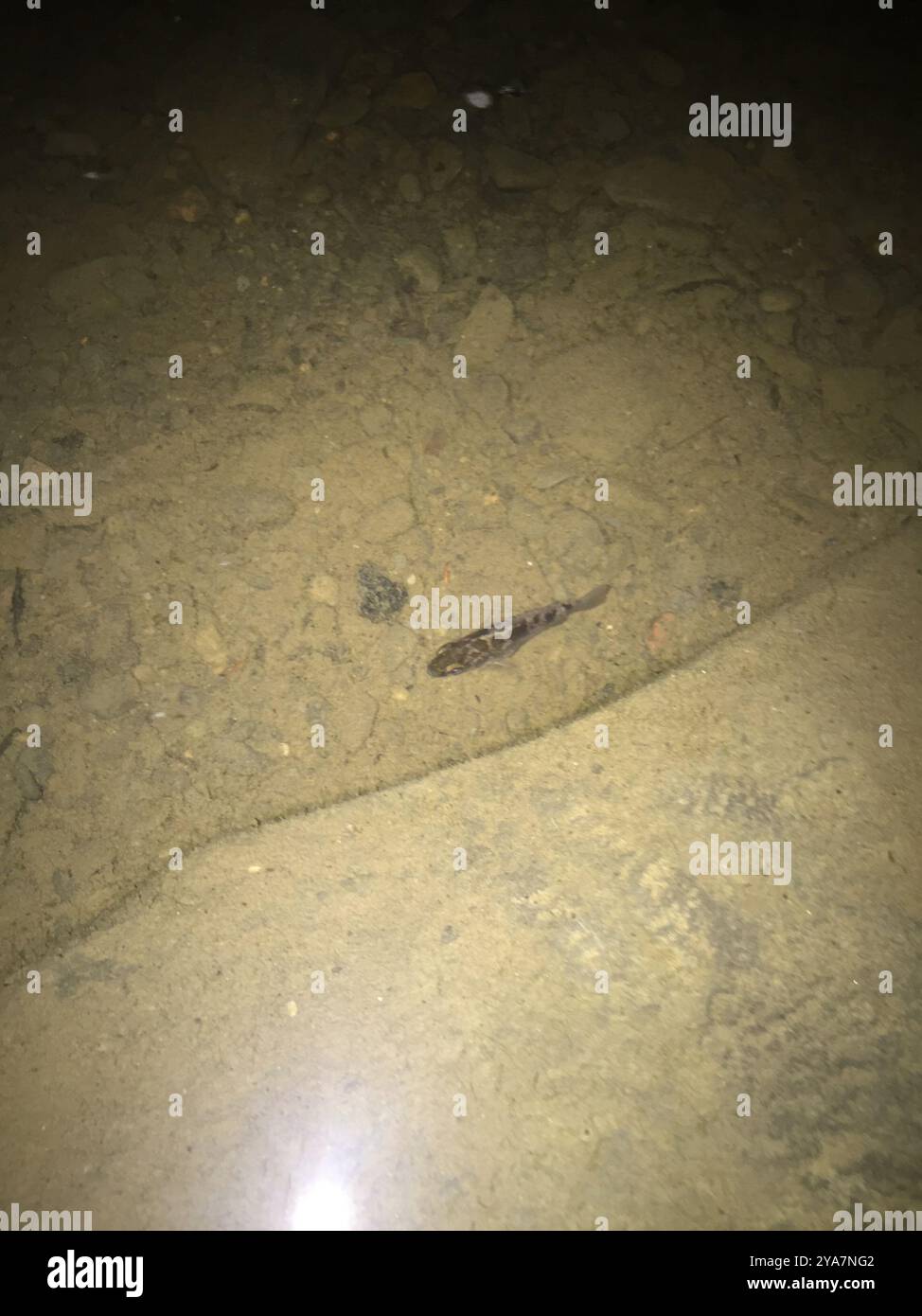 Rock Bass (Ambloplites rupestris) Actinopterygii Stock Photo - Alamy