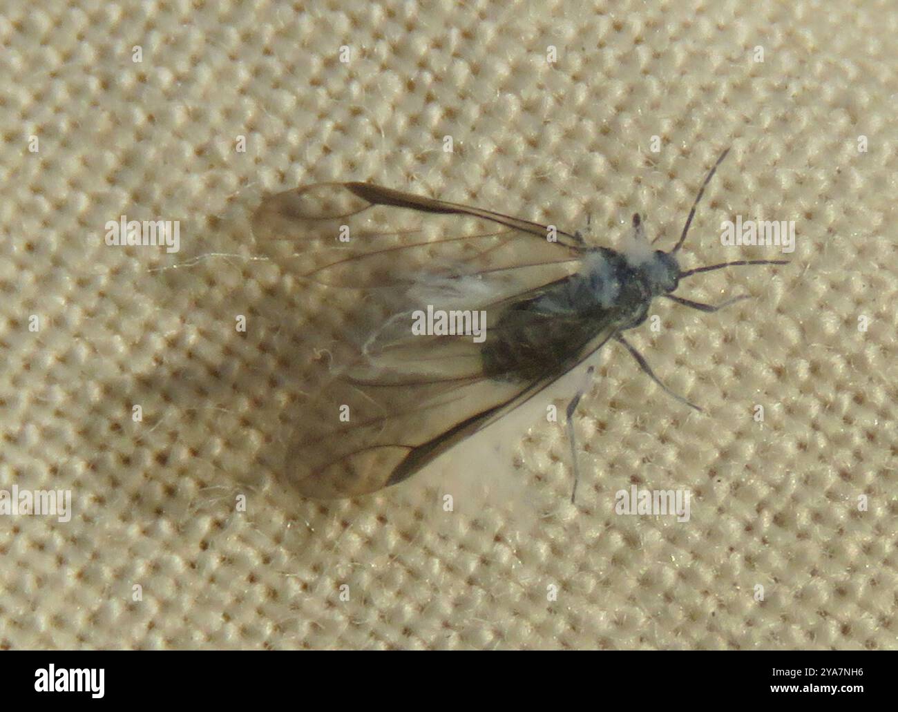 Woolly Aphids and Gall-making Aphids (Eriosomatinae) Insecta Stock ...