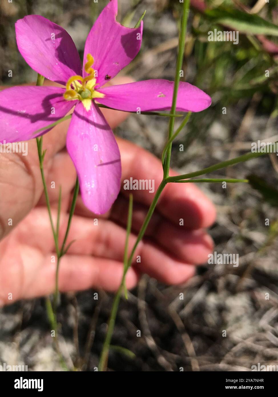 Sabatia grandiflora hi-res stock photography and images - Alamy
