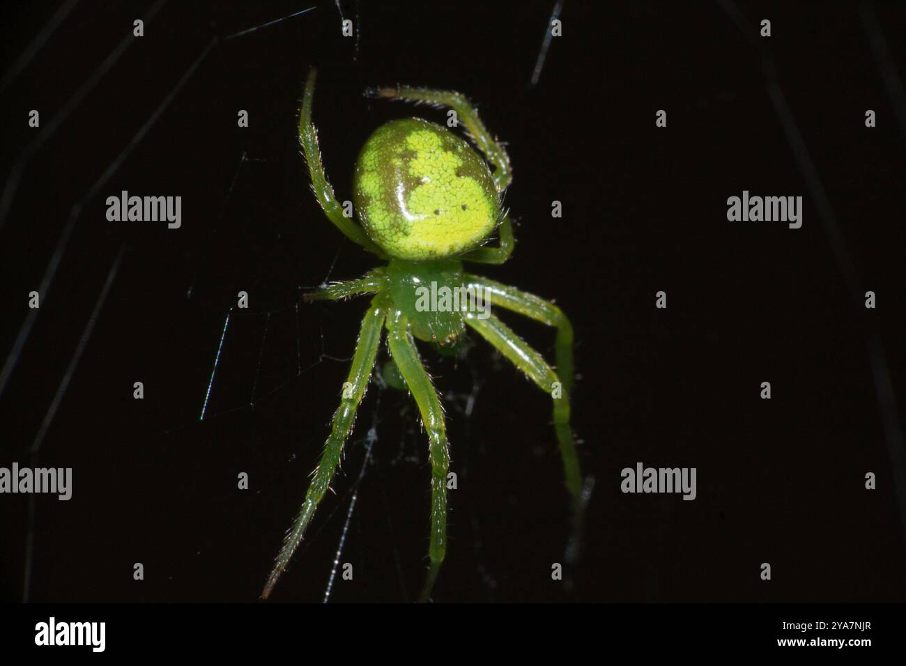 (Araneus unanimus) Arachnida Stock Photo - Alamy