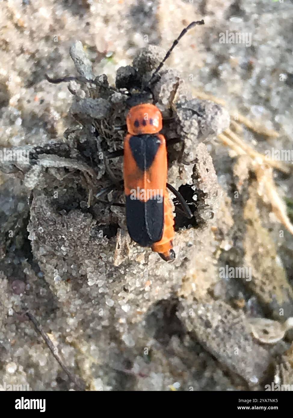 Colorado Soldier Beetle (Chauliognathus basalis) Insecta Stock Photo ...