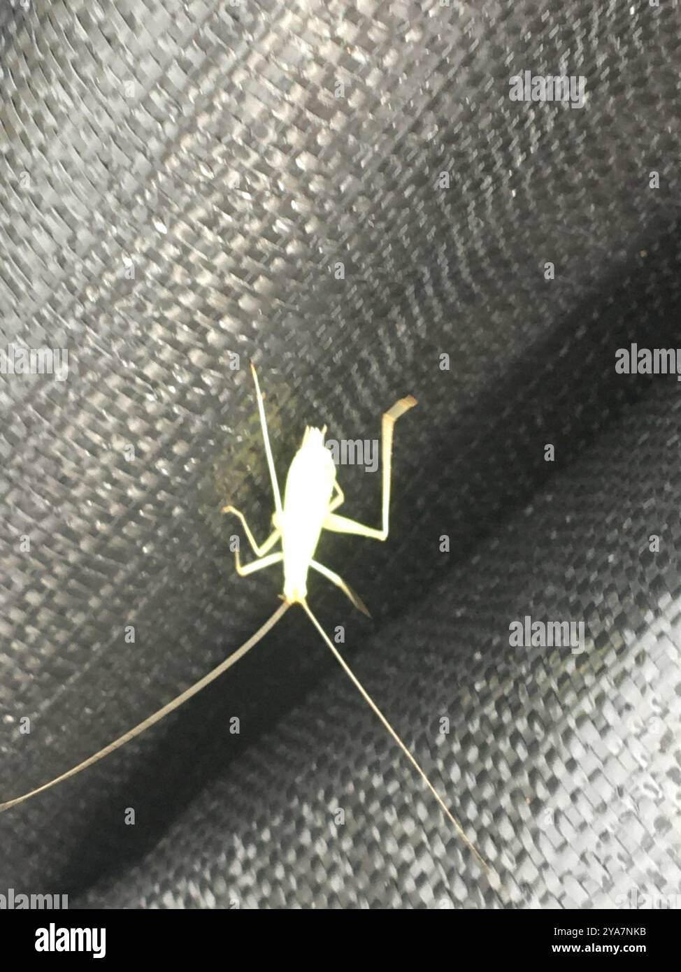 Common Tree Crickets (Oecanthus) Insecta Stock Photo - Alamy