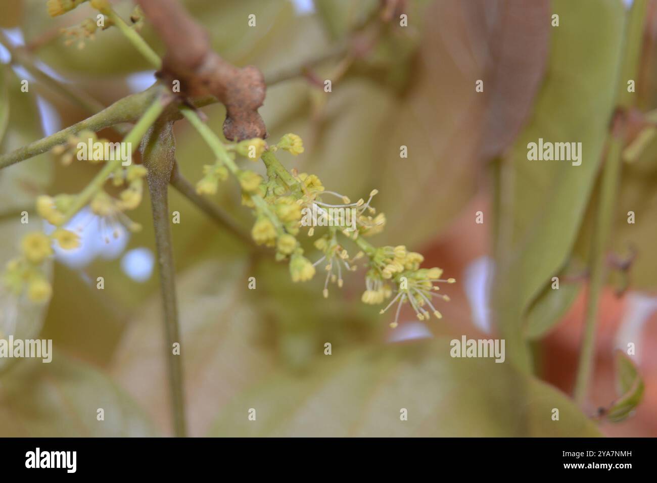 Ceylon Oak (Schleichera oleosa) Plantae Stock Photo - Alamy
