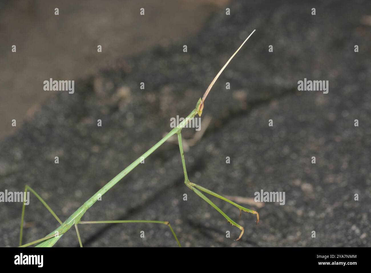 Indian Grass Mantis (Schizocephala bicornis) Insecta Stock Photo - Alamy