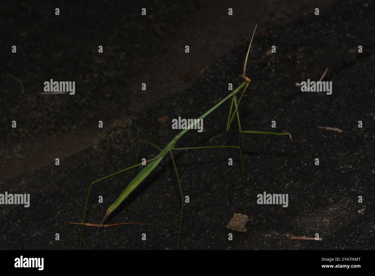 Indian grass mantis hi-res stock photography and images - Alamy