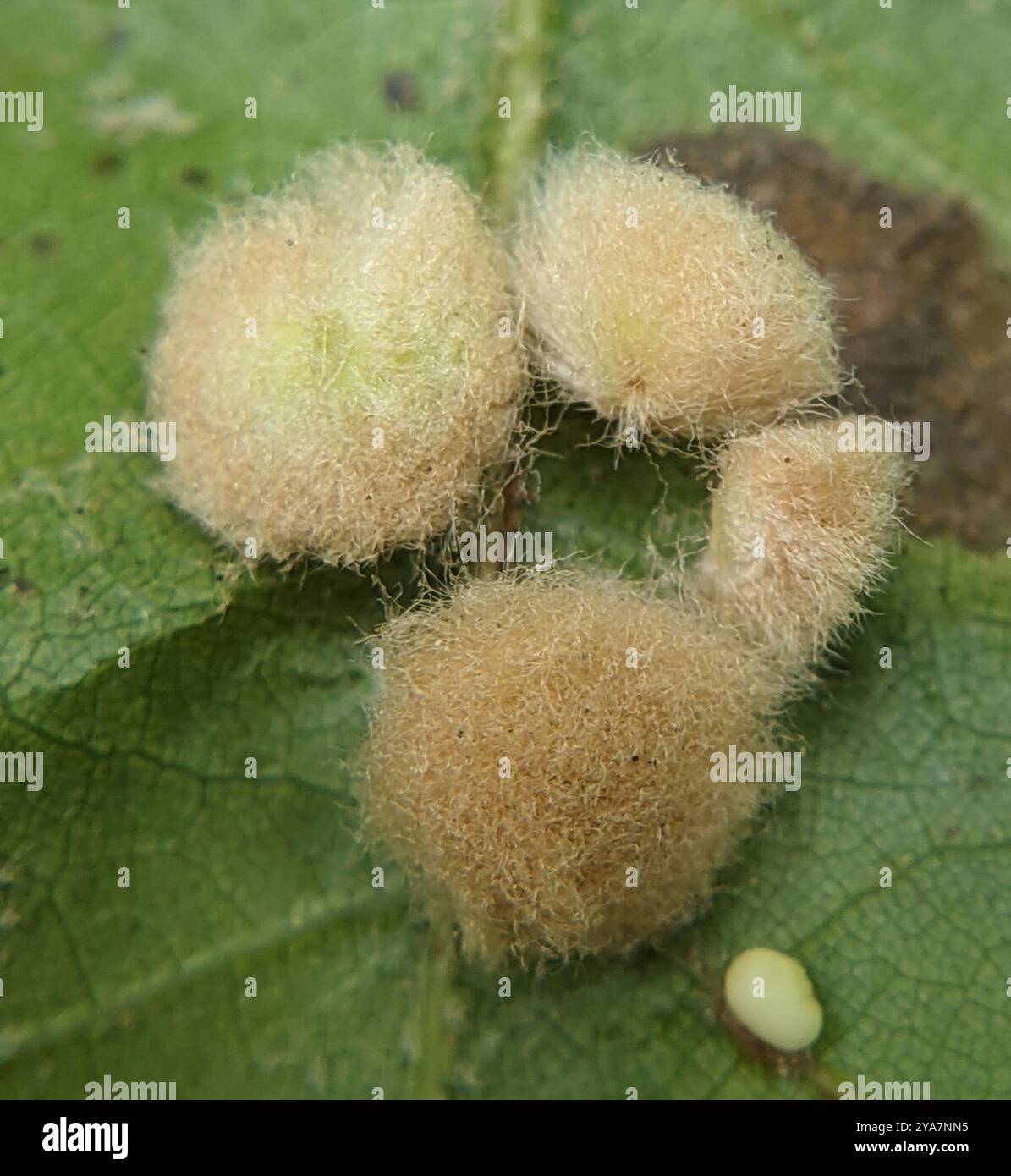 Woolly Oak Gall Wasp (Callirhytis lanata) Insecta Stock Photo - Alamy