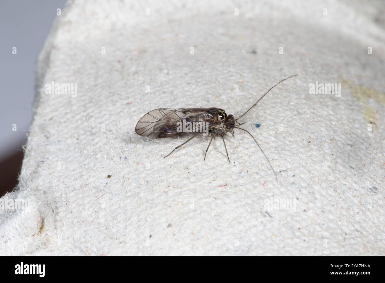Common Barklice (Psocidae) Insecta Stock Photo - Alamy