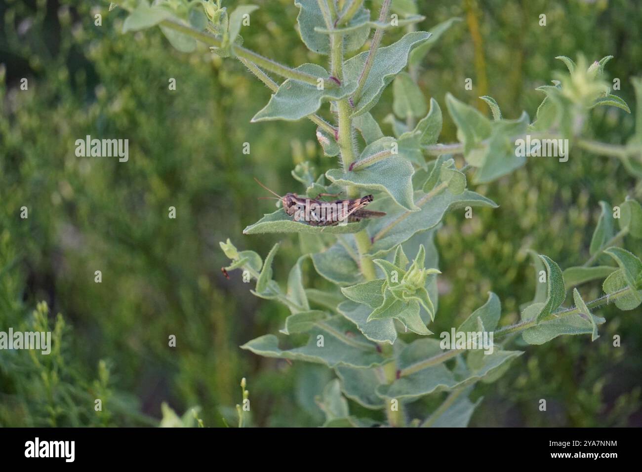 Migratory Grasshopper (Melanoplus sanguinipes) Insecta Stock Photo - Alamy