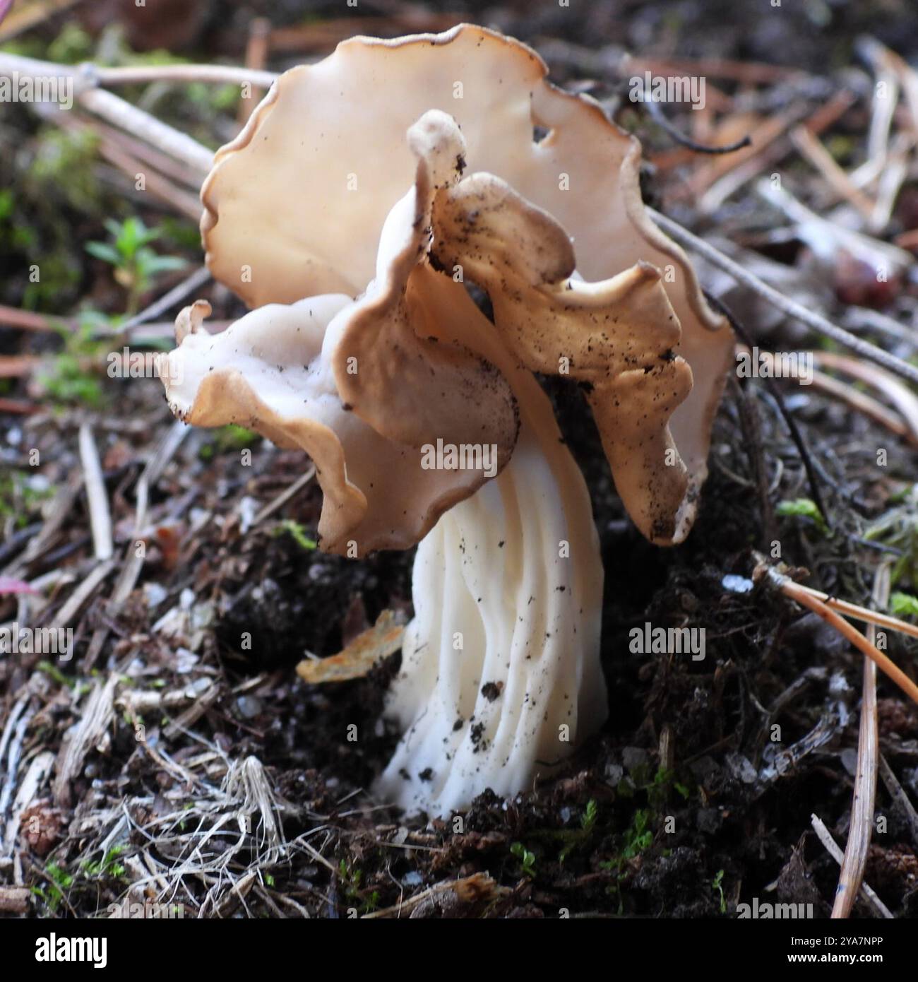 White Saddle (Helvella crispa) Fungi Stock Photo - Alamy