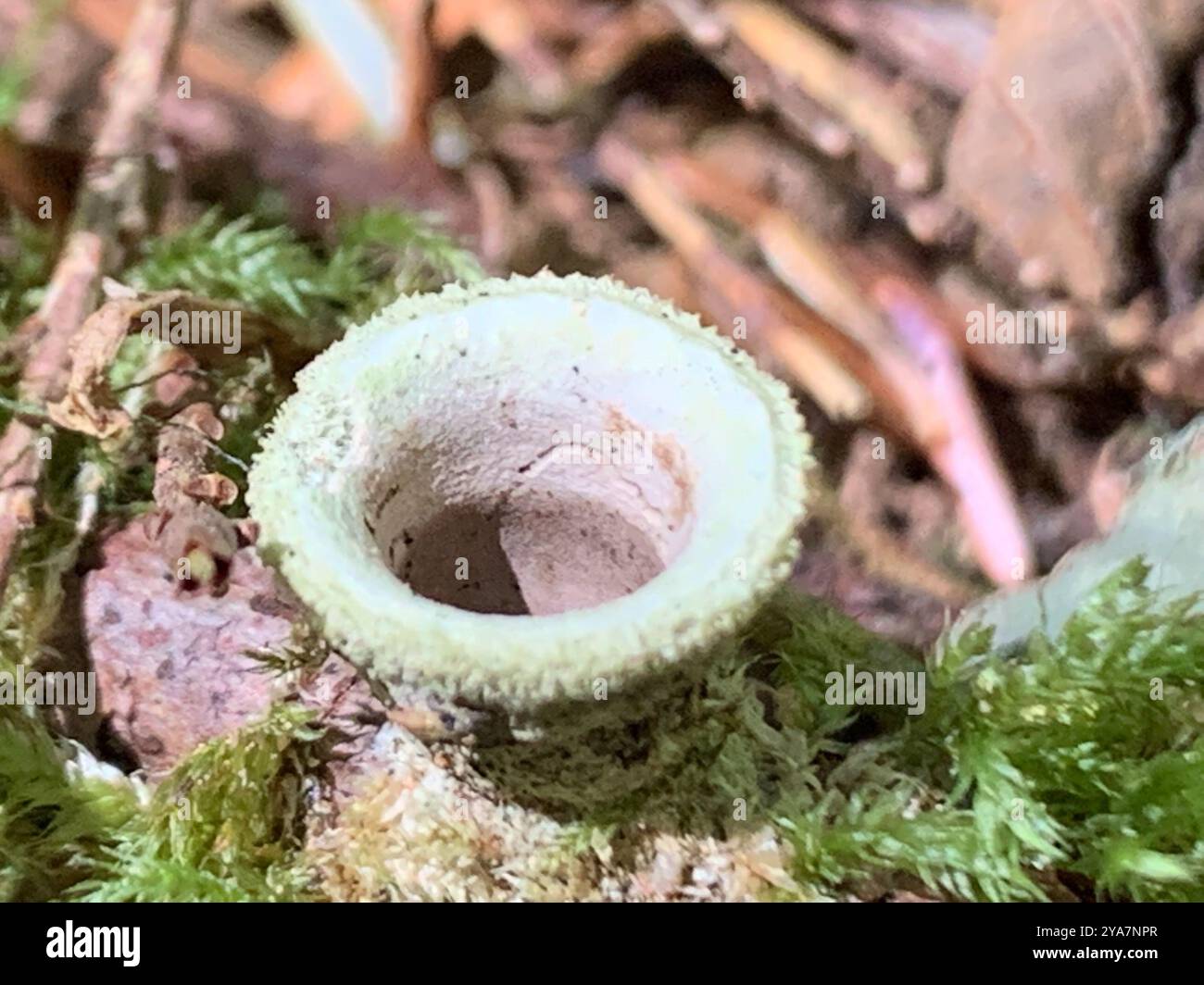 Woolly birds nest fungi hi-res stock photography and images - Alamy