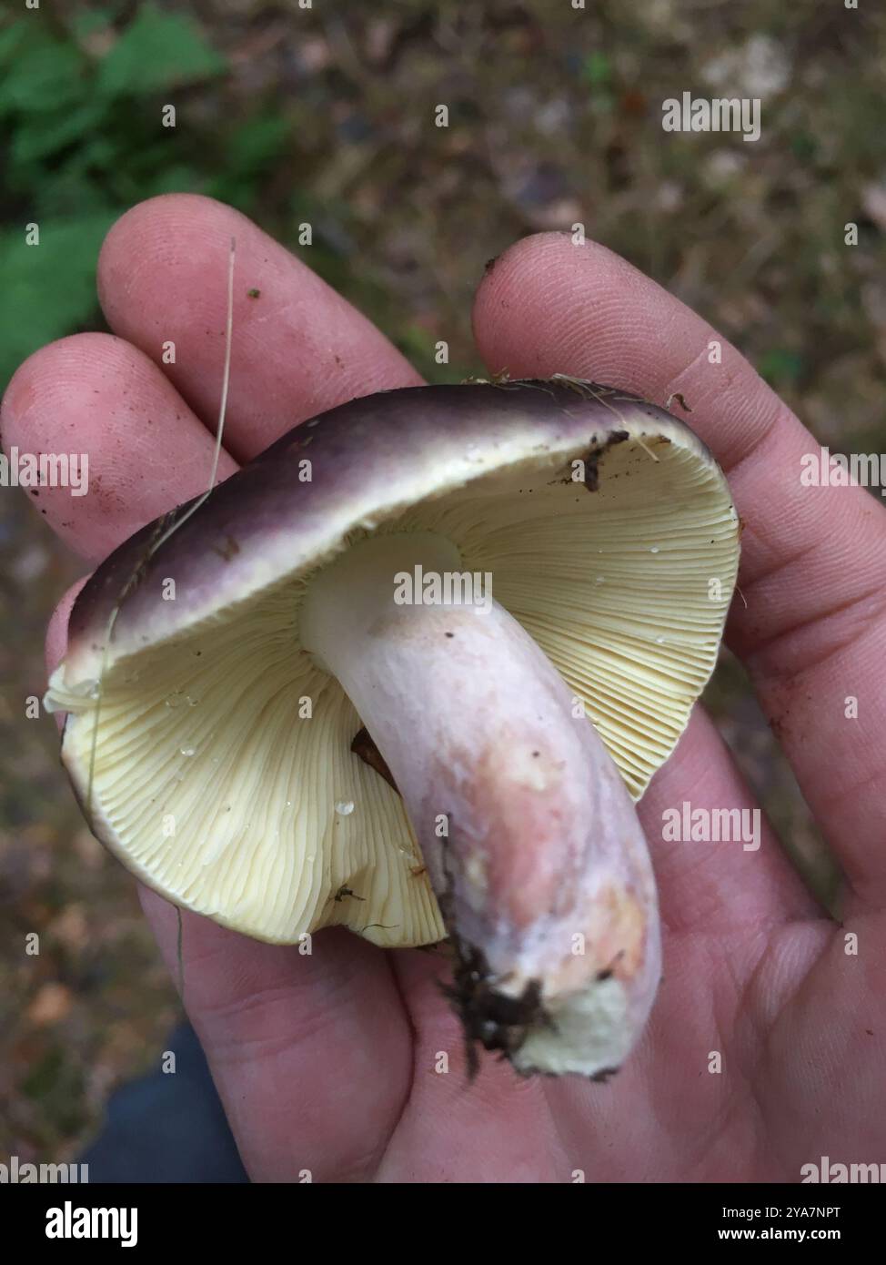 Primrose Brittlegill (Russula sardonia) Fungi Stock Photo - Alamy