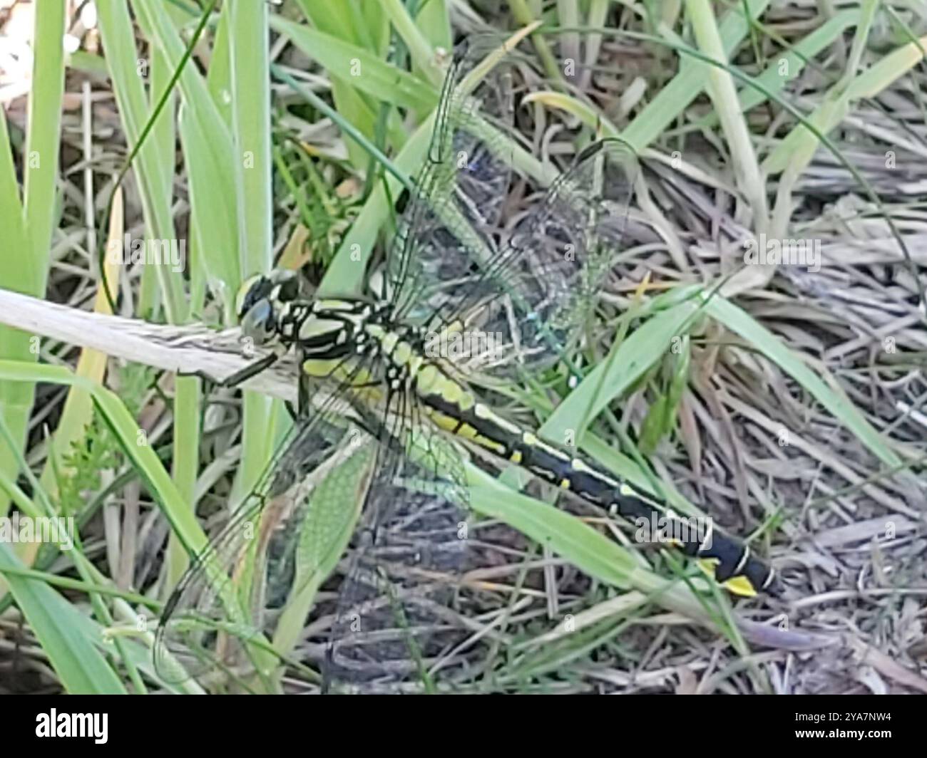 Common Clubtail (Gomphus vulgatissimus) Insecta Stock Photo - Alamy