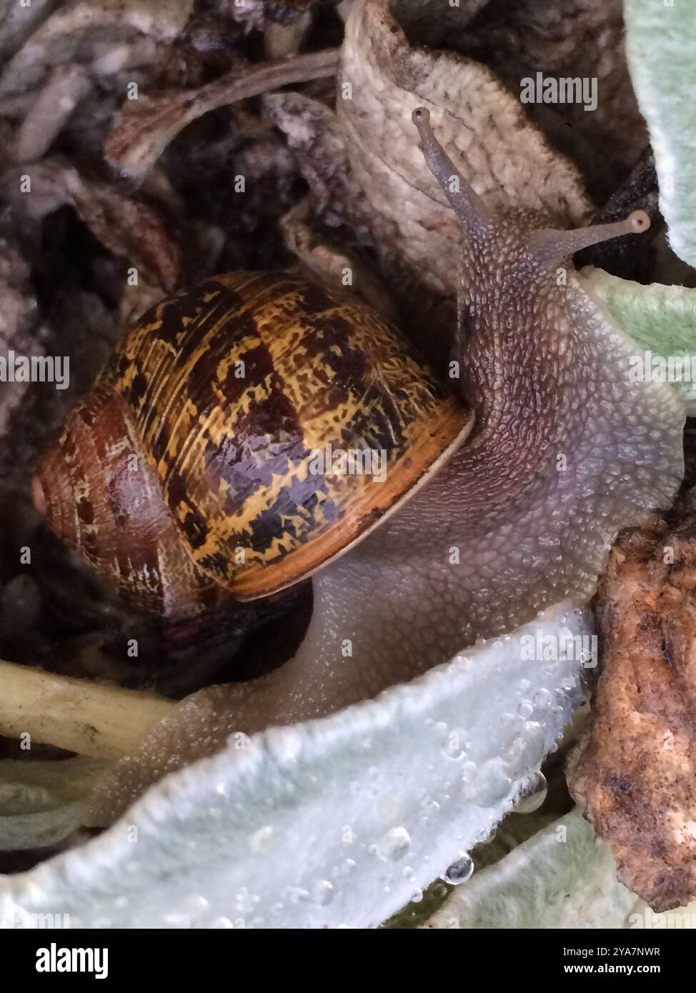Garden Snail (Cornu aspersum) Mollusca Stock Photo - Alamy